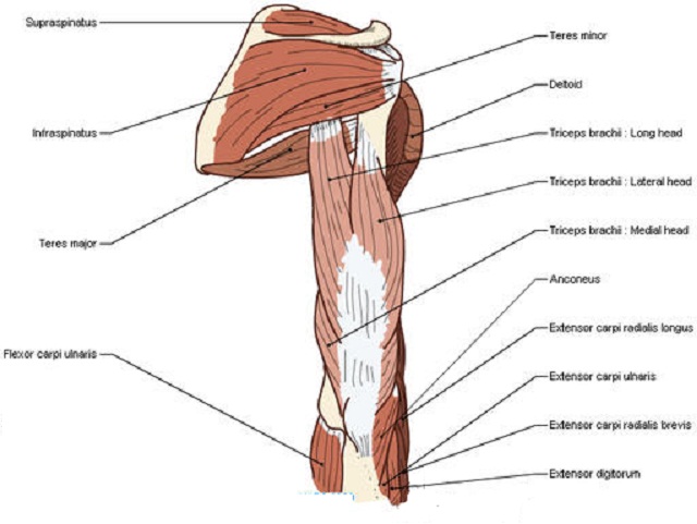 Skeletal Muscles Arm
